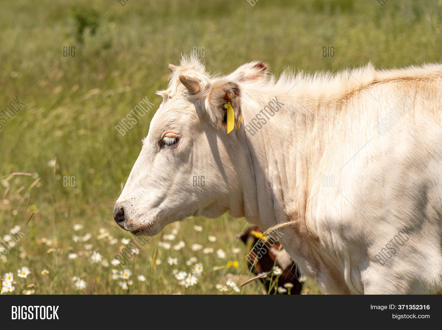 Portrait White Bull Image & Photo (Free Trial) | Bigstock