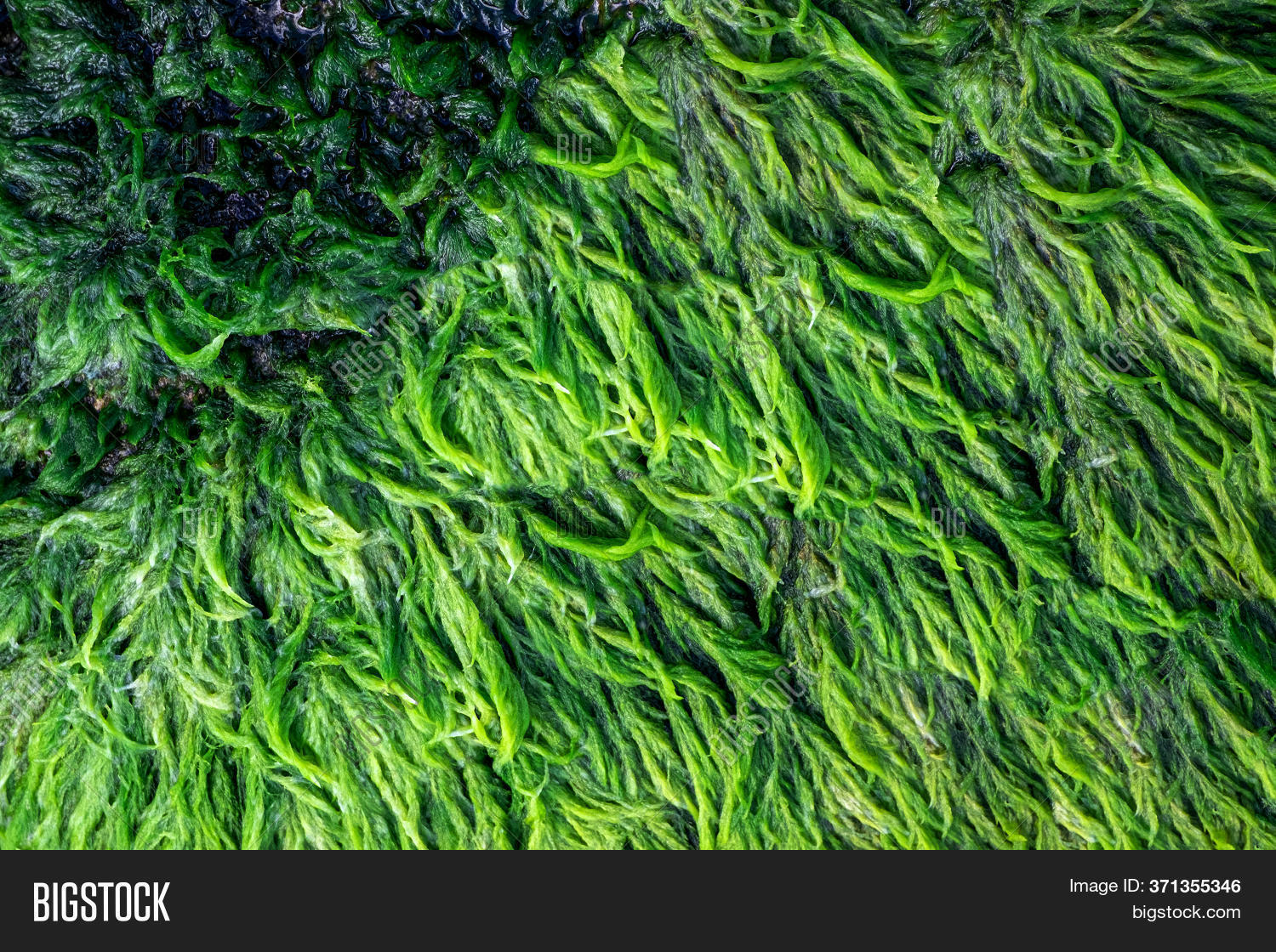 Green Algae Close Image & Photo (Free Trial) | Bigstock