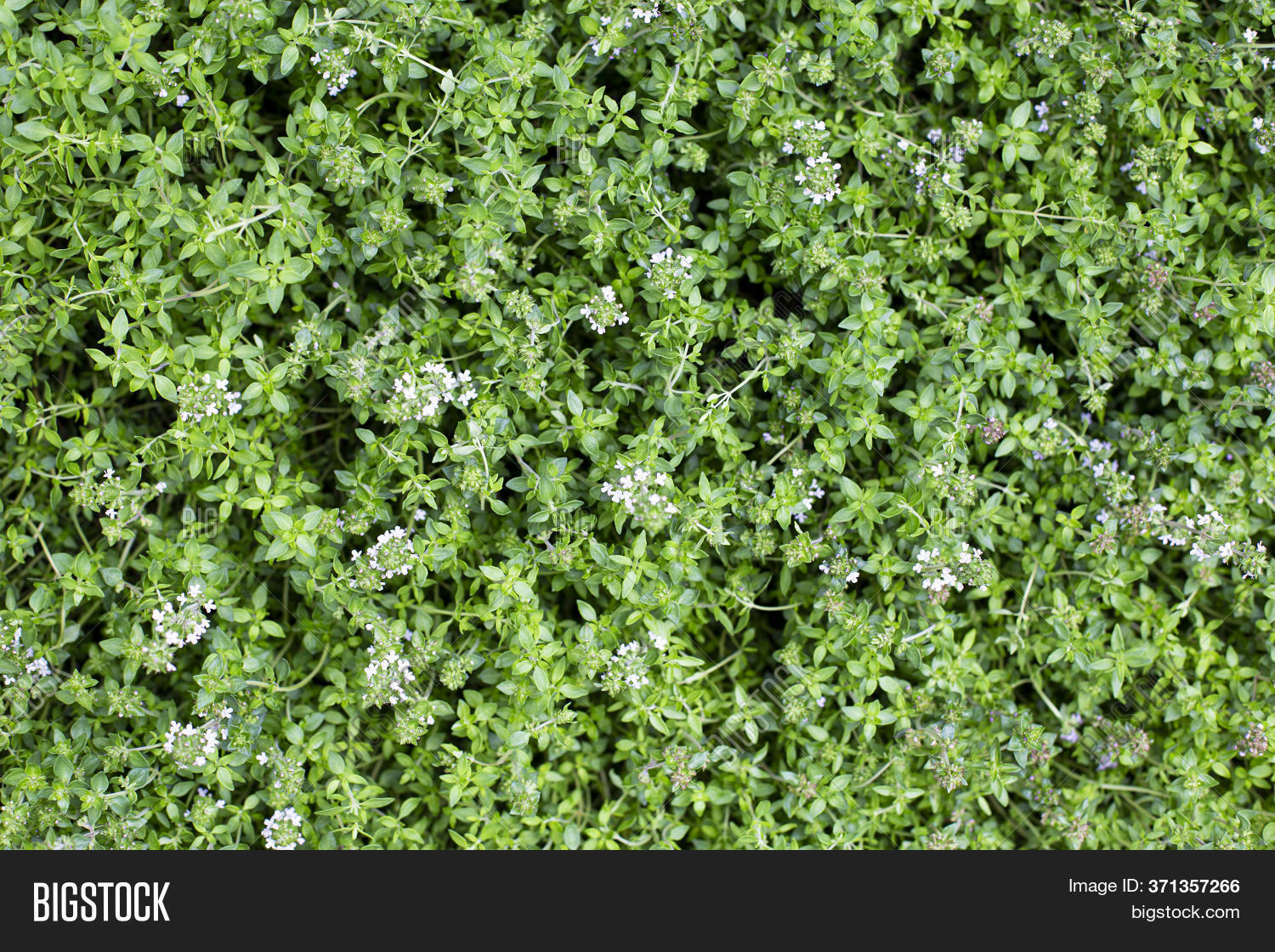 Thyme Plant Background Image & Photo (Free Trial) | Bigstock