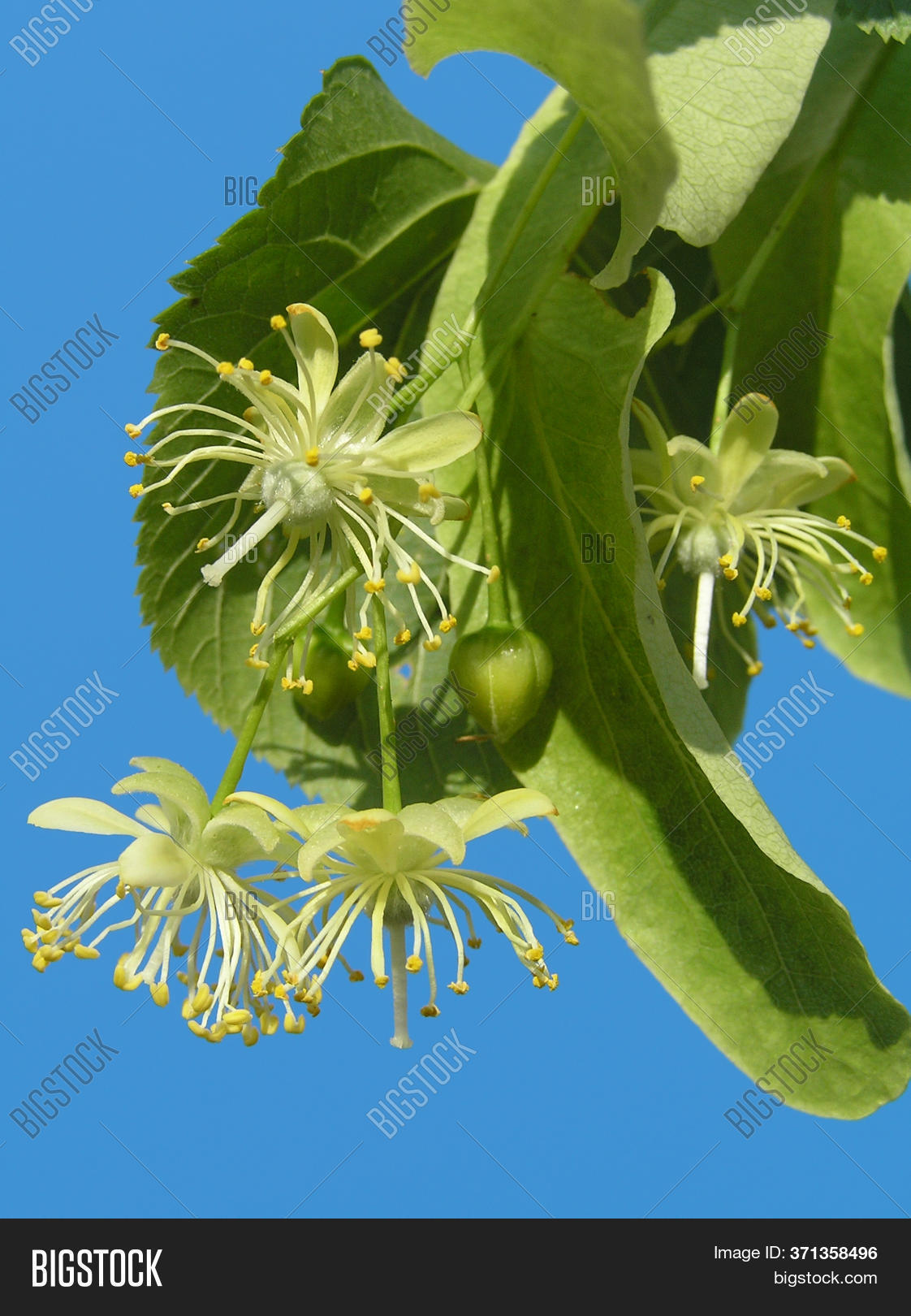 Large-leaved Lime Image & Photo (Free Trial) | Bigstock