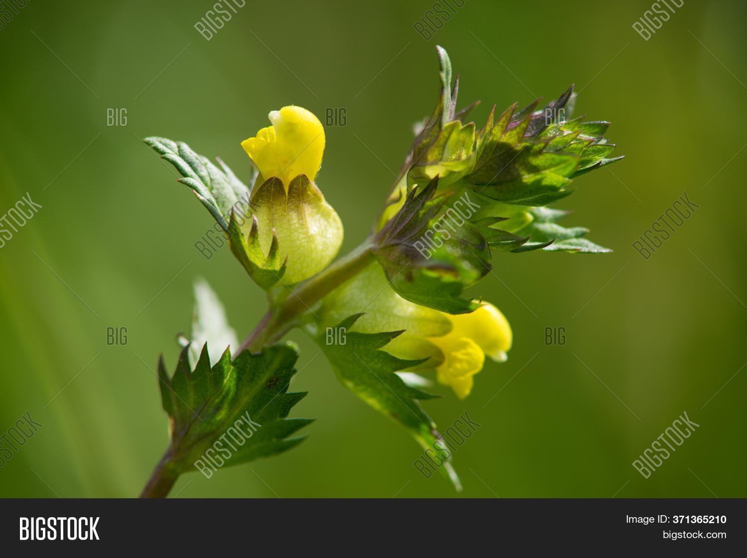 Greater Cockerel ( Image & Photo (Free Trial) | Bigstock