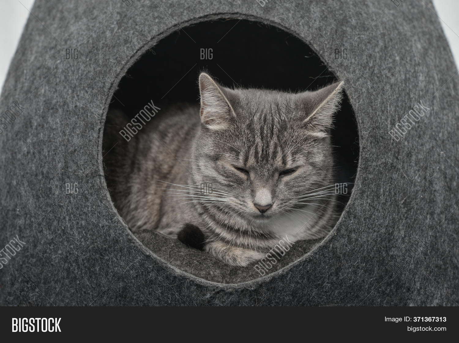 Cat Sleeping Small Image & Photo (Free Trial) | Bigstock