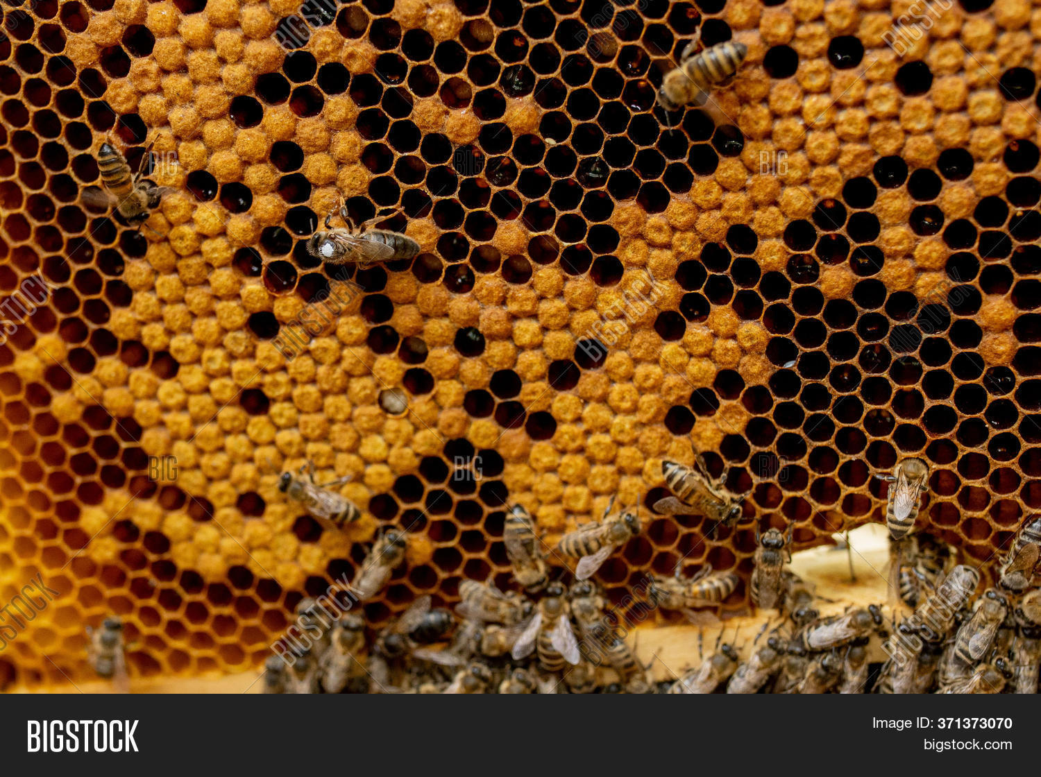 Apiculture Beekeeping Image & Photo (Free Trial) | Bigstock