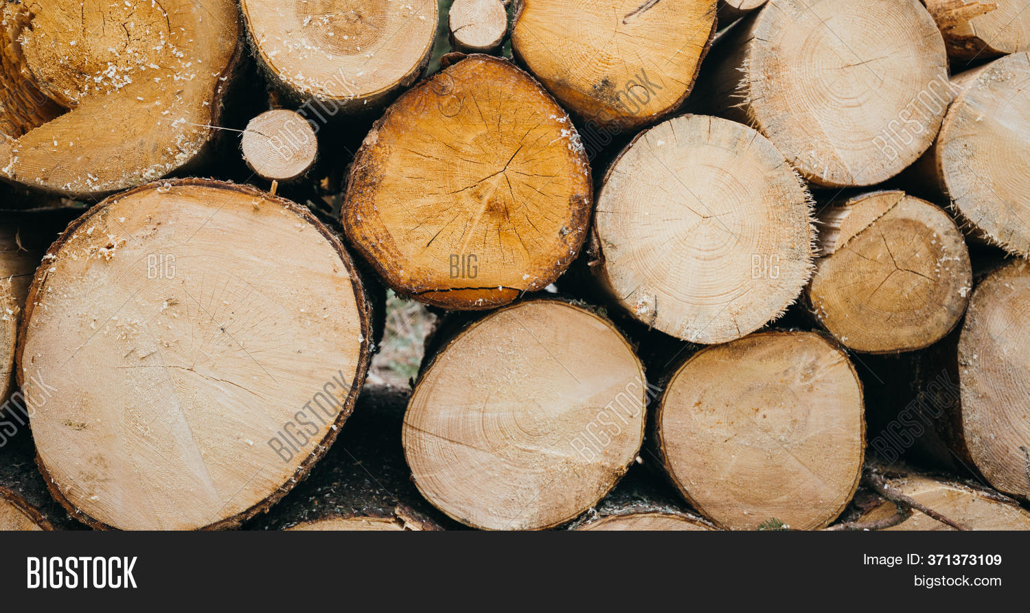 Cutted Logs. Wide Image & Photo (Free Trial) | Bigstock