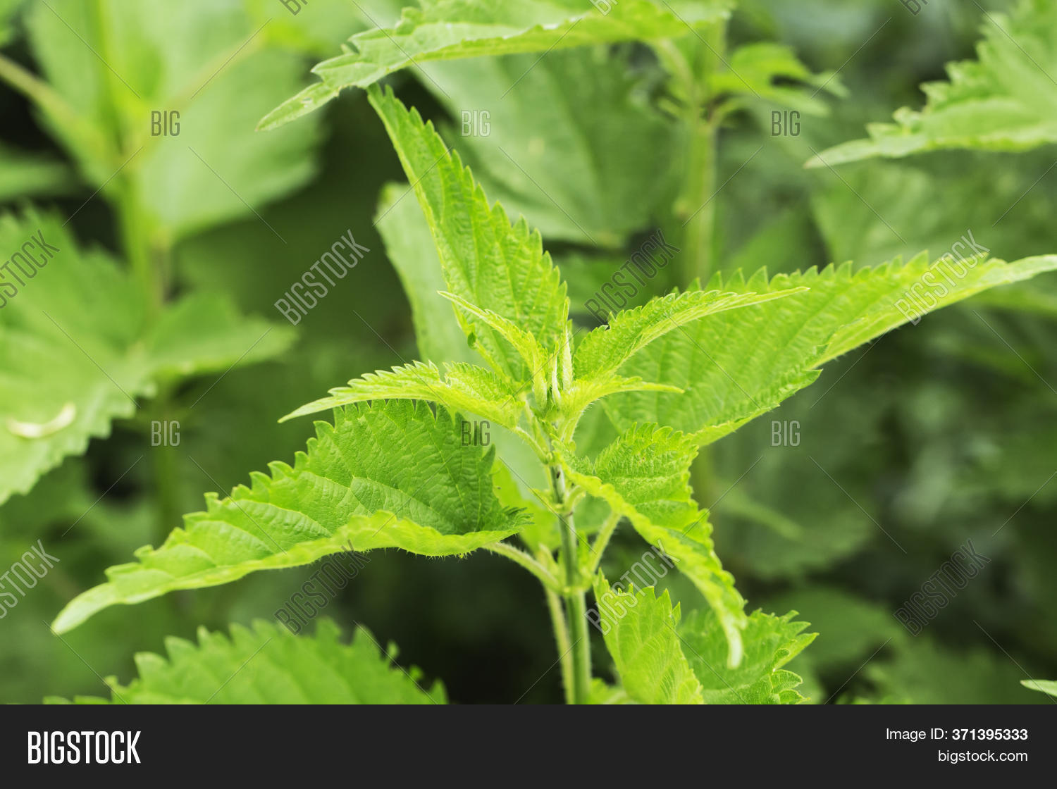 Bunch Common Nettles Image & Photo (Free Trial) | Bigstock