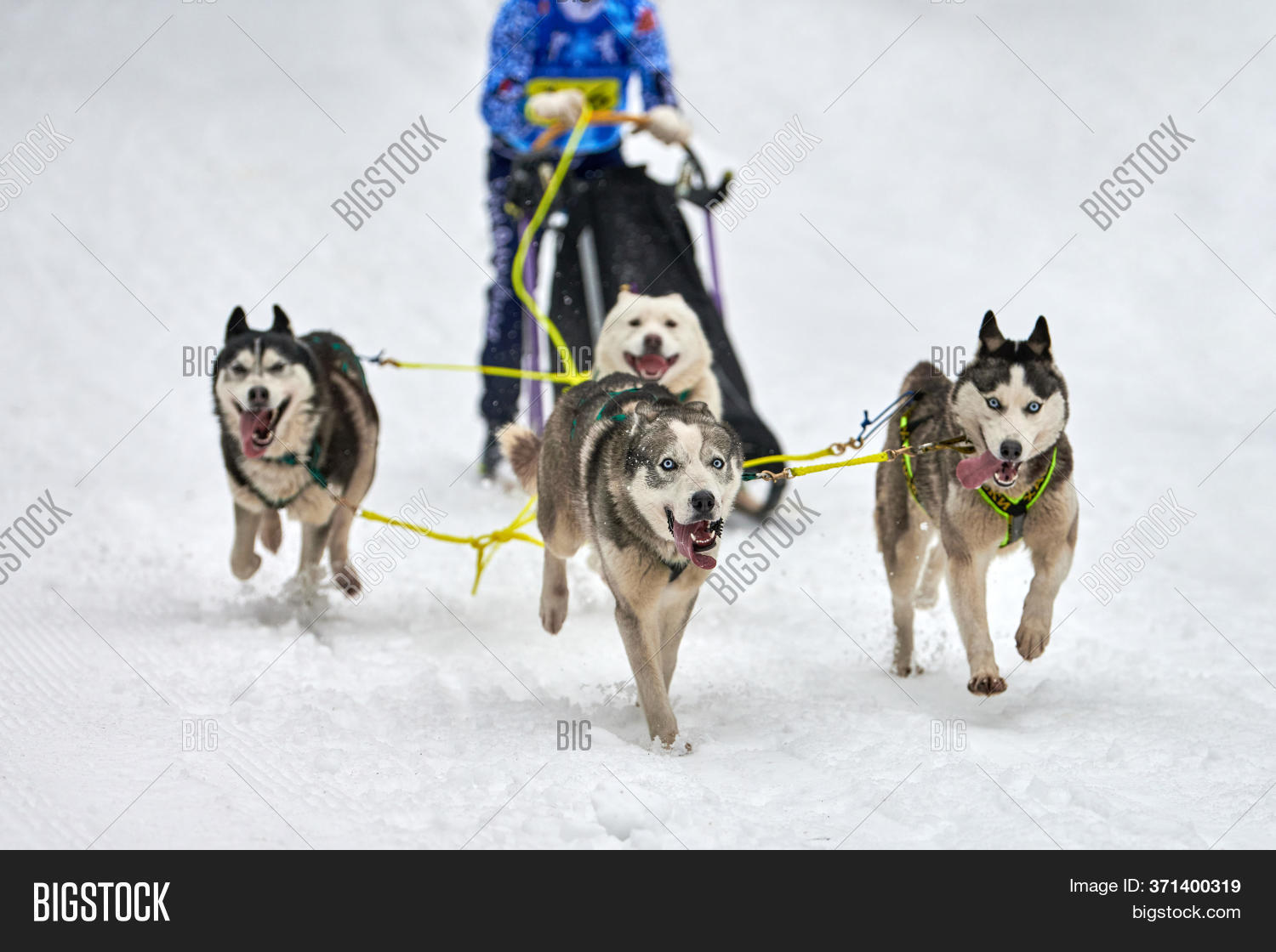 Husky Sled Dog Racing Image & Photo (Free Trial) | Bigstock
