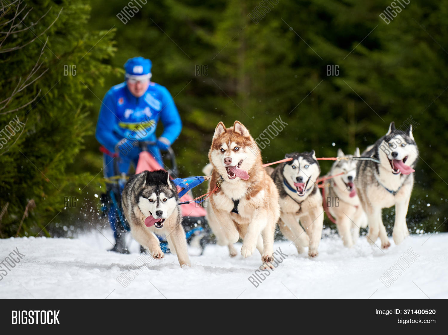 Husky Sled Dog Racing Image & Photo (Free Trial) | Bigstock