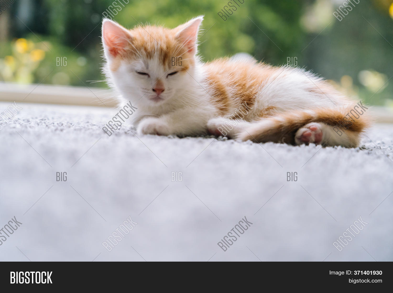 Cute Little Red Cat Image & Photo (Free Trial) | Bigstock