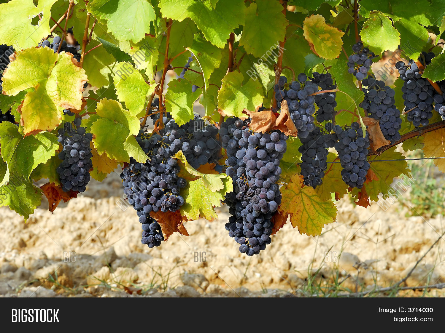 Vineyard September Image & Photo (Free Trial) | Bigstock
