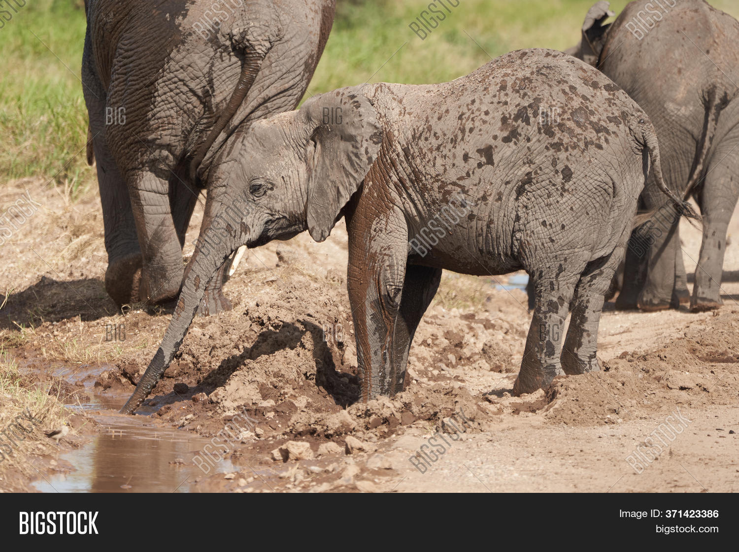 Elephant Group Image & Photo (Free Trial) | Bigstock
