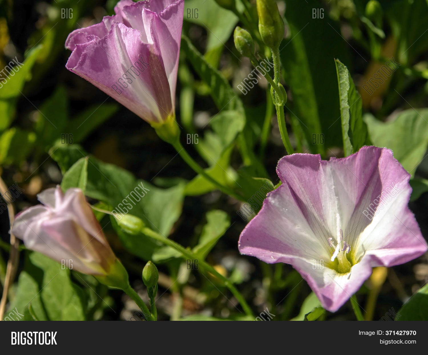 Bindweed Flowers, Image & Photo (Free Trial) | Bigstock