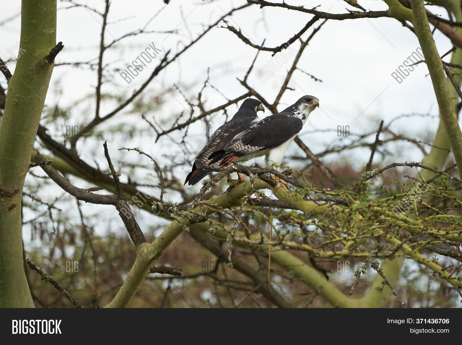 Augur Buzzard Couple Image & Photo (Free Trial) | Bigstock