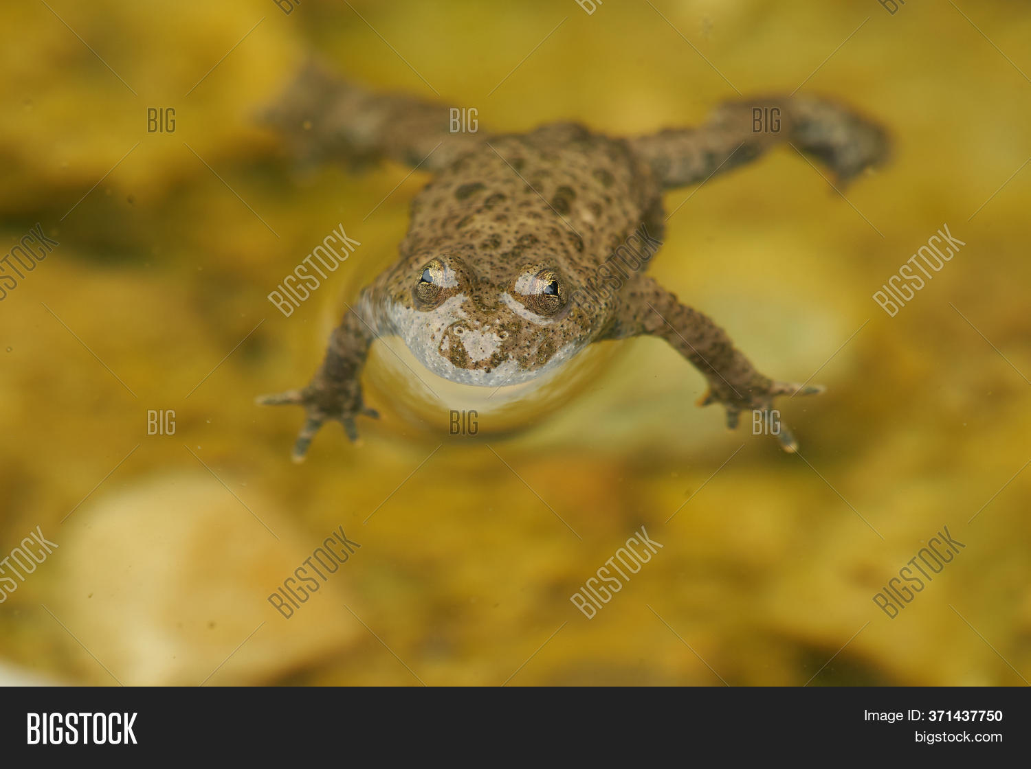 Yellow Bellied Toad Image & Photo (Free Trial) | Bigstock