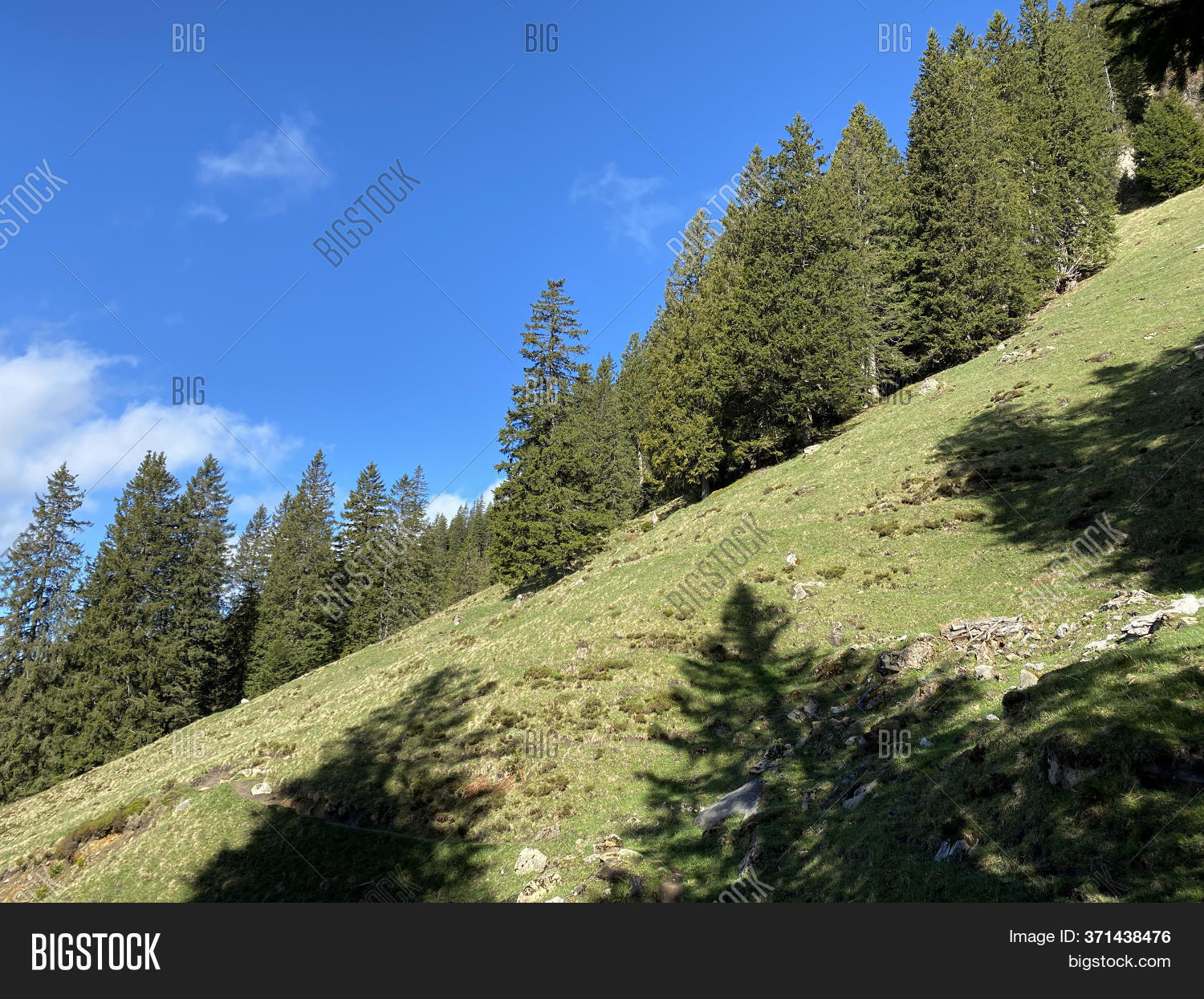 Evergreen Forest Image & Photo (Free Trial) | Bigstock
