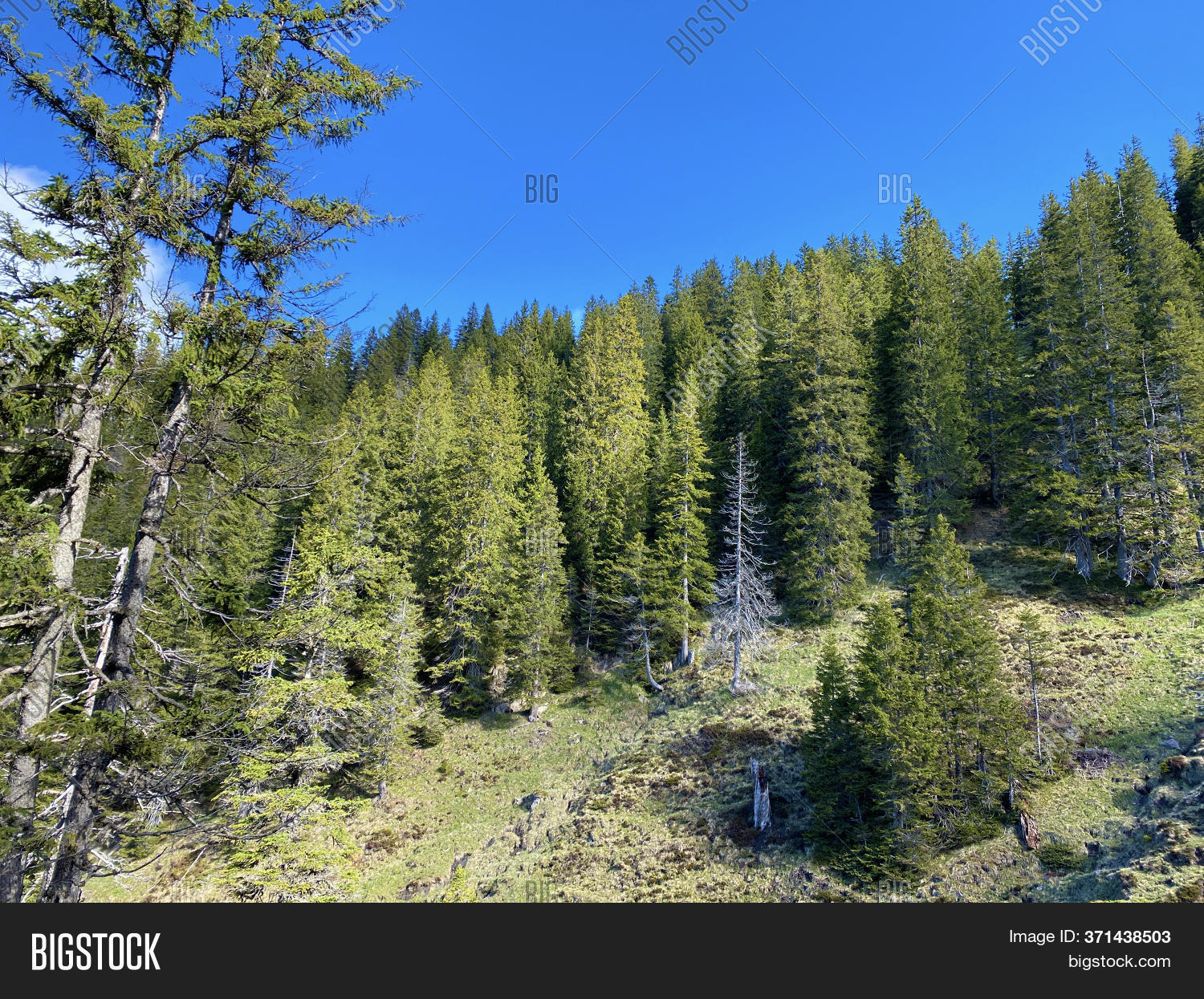 Evergreen Forest Image & Photo (Free Trial) | Bigstock