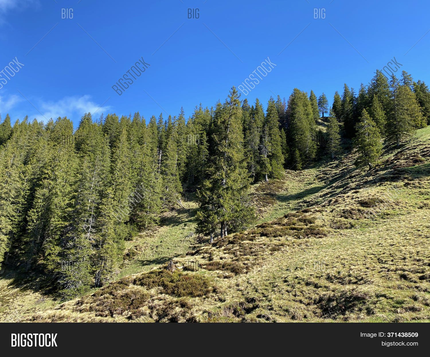 Evergreen Forest Image & Photo (Free Trial) | Bigstock