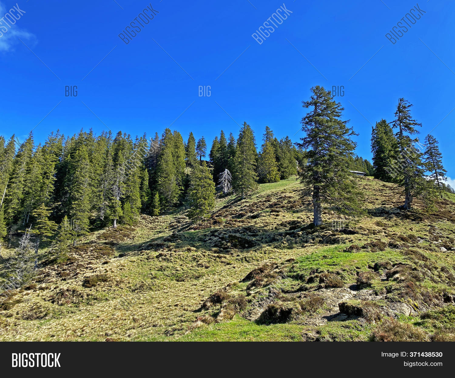 Evergreen Forest Image & Photo (Free Trial) | Bigstock