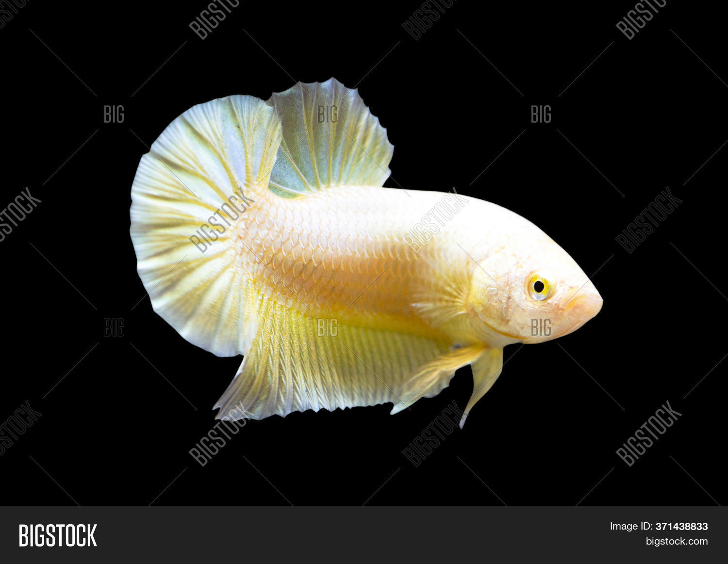 Betta Super Gold Image & Photo (Free Trial) | Bigstock