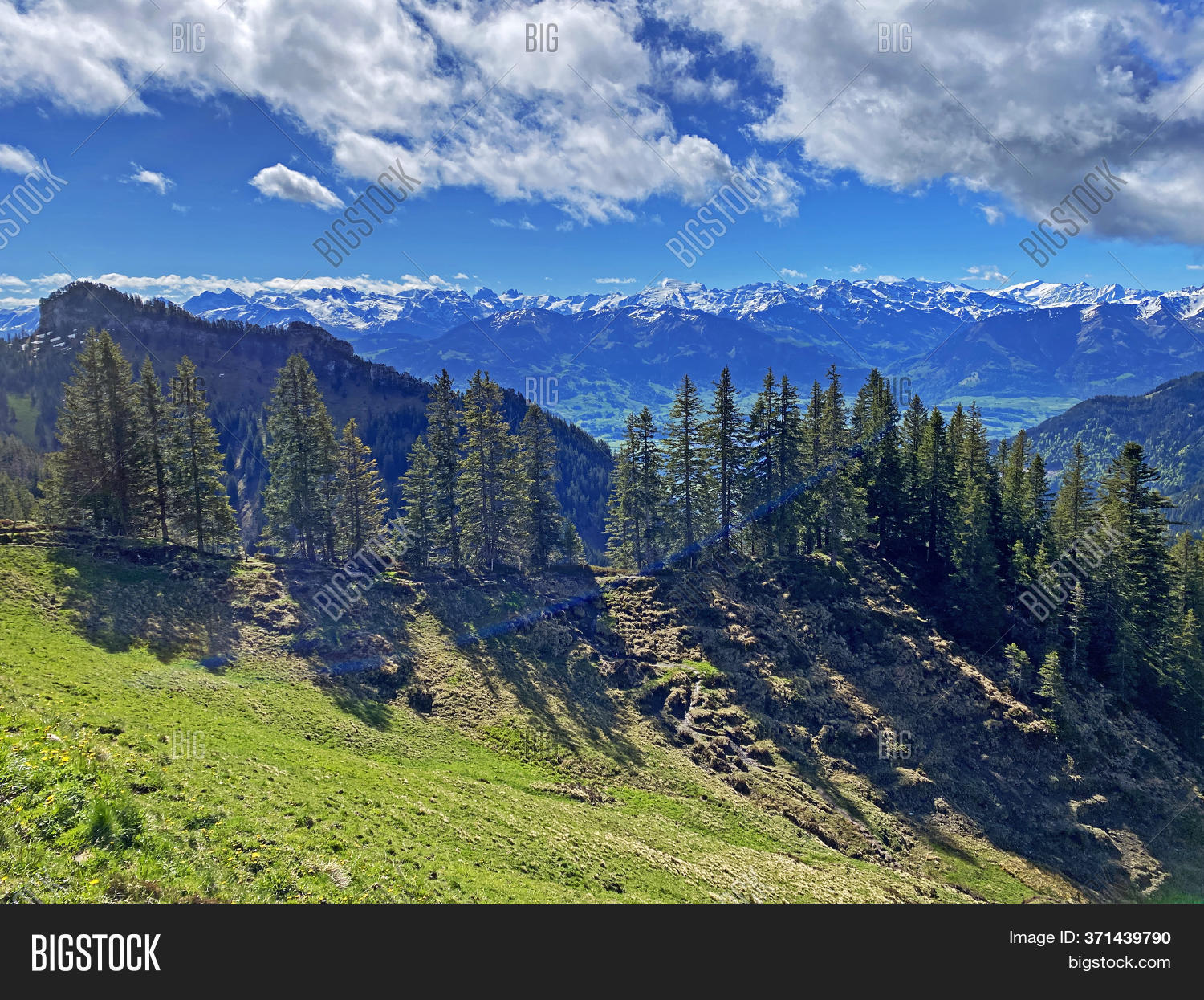 Evergreen Forest Image & Photo (Free Trial) | Bigstock