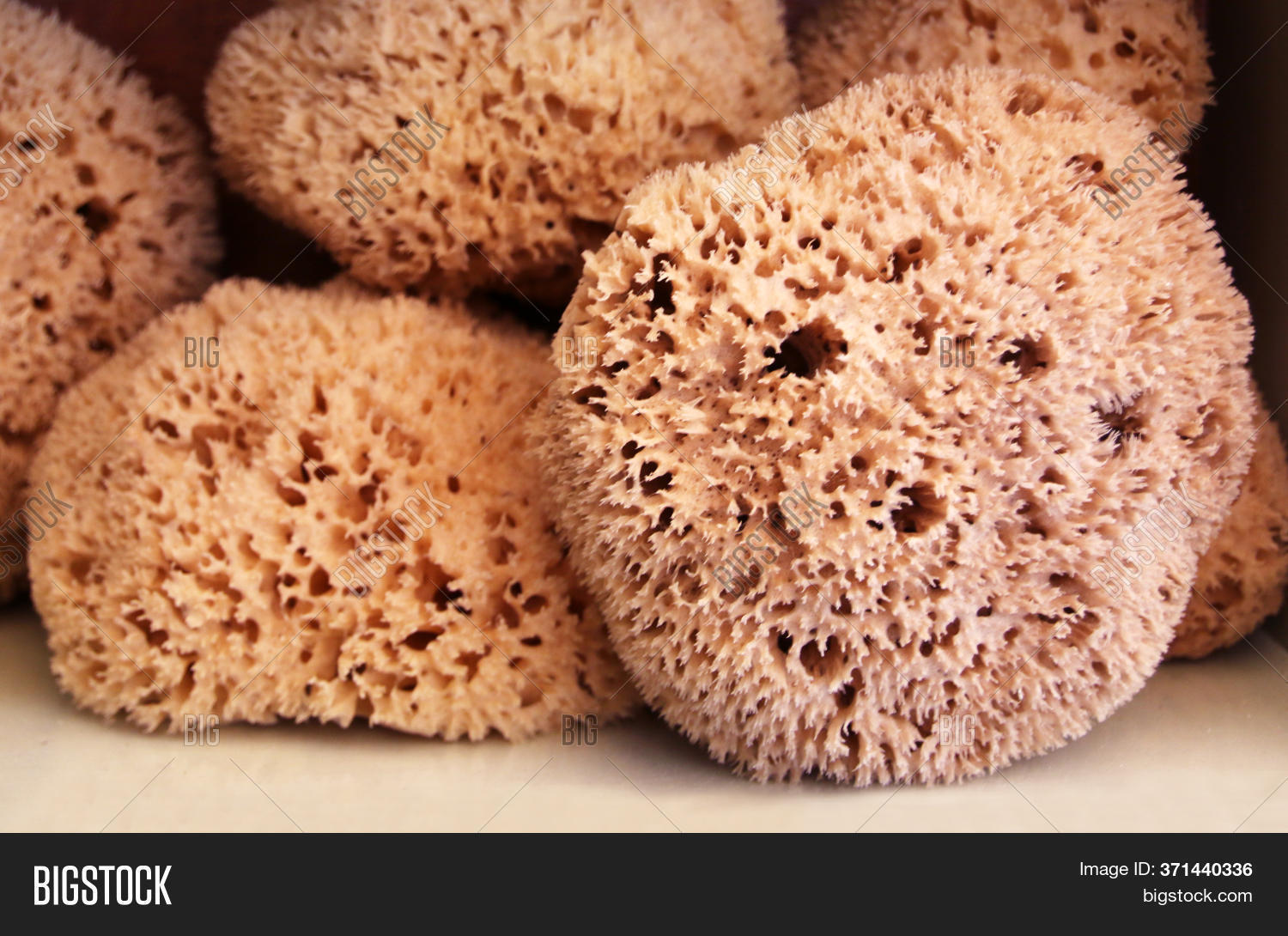 Types Of Sea Sponges