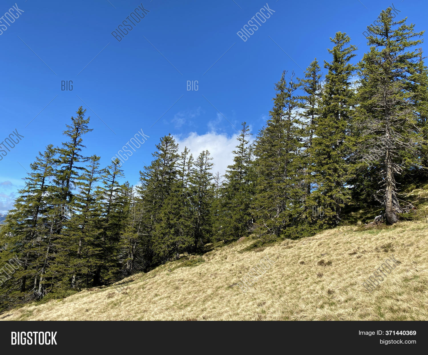 Evergreen Forest Image & Photo (Free Trial) | Bigstock