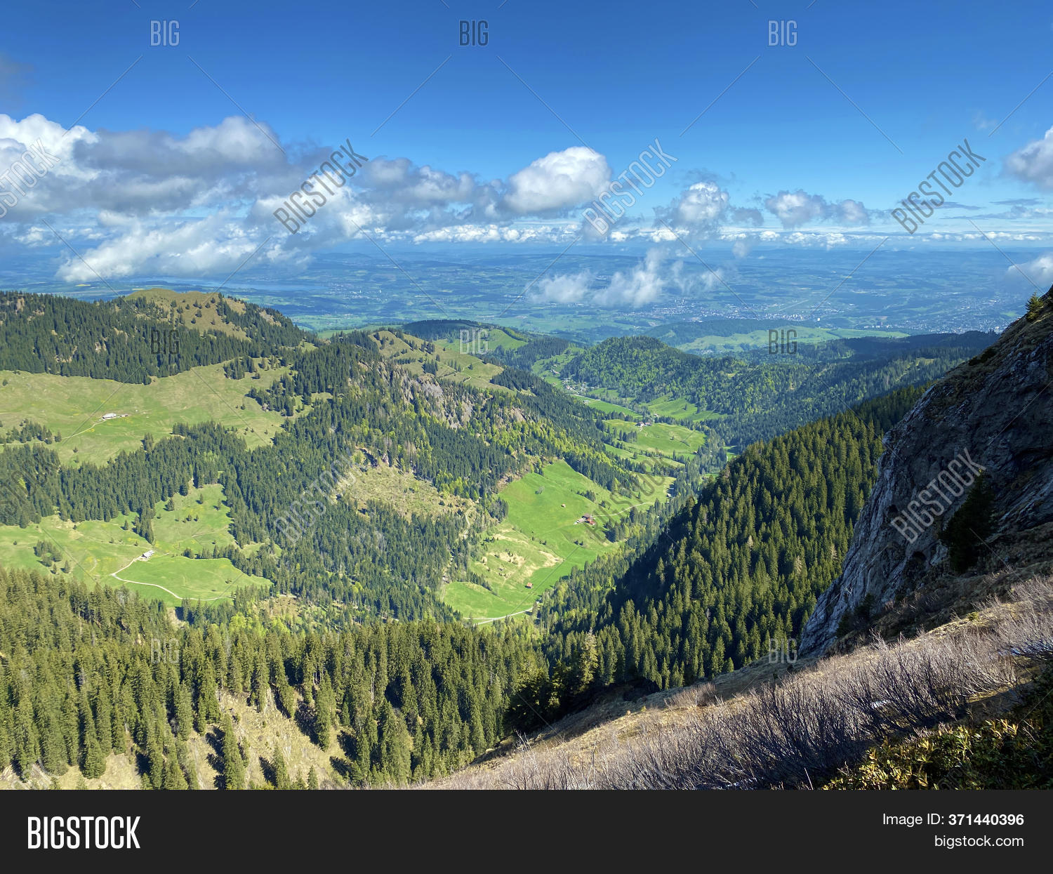 Evergreen Forest Image & Photo (Free Trial) | Bigstock
