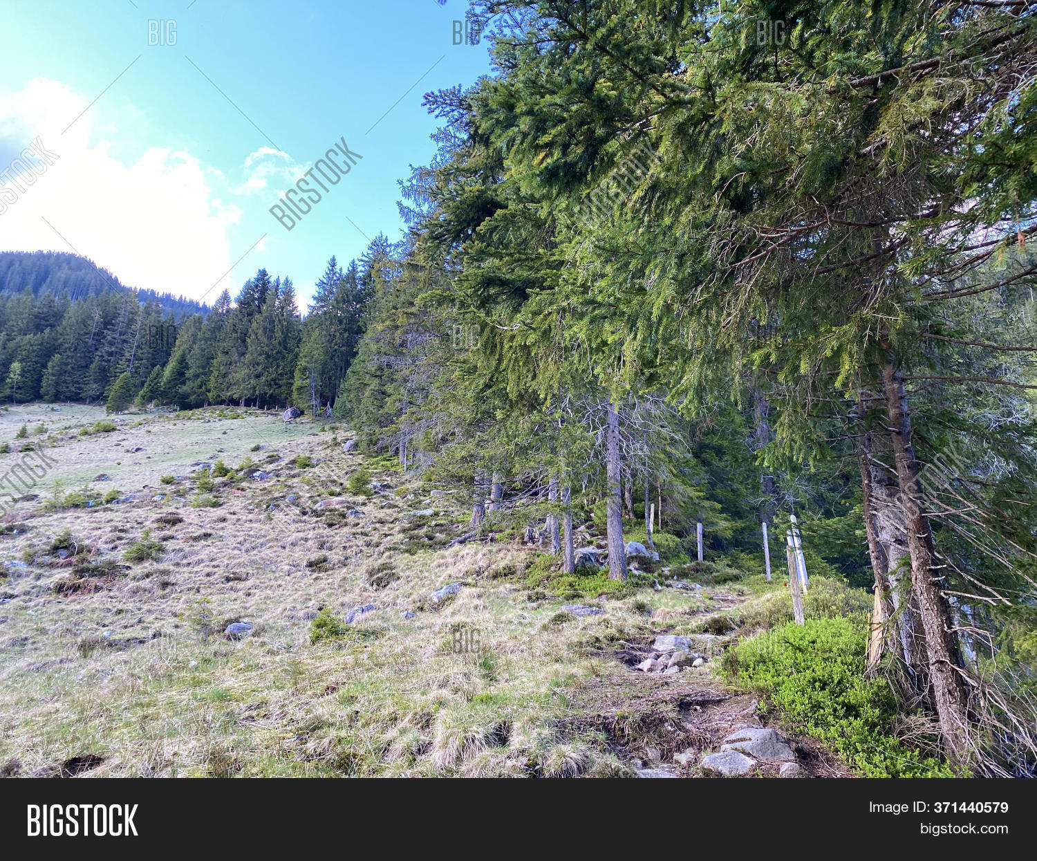 Evergreen Forest Image & Photo (Free Trial) | Bigstock