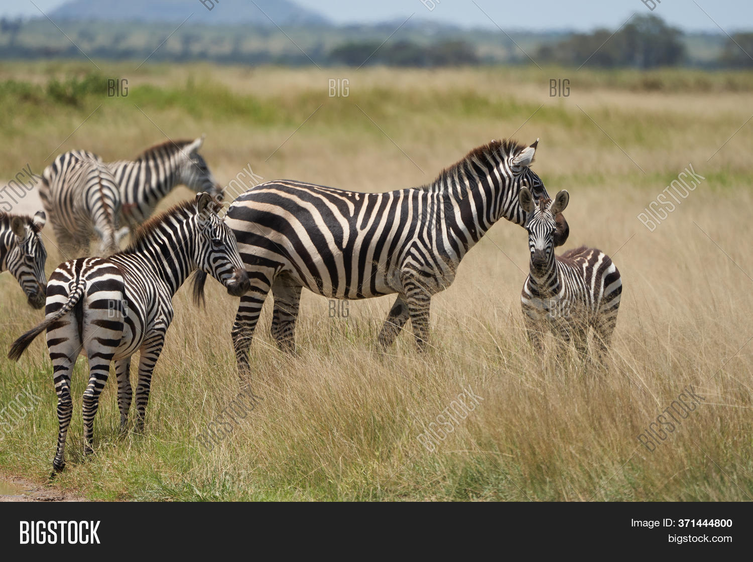 Plains Zebra Equus Image & Photo (Free Trial) | Bigstock