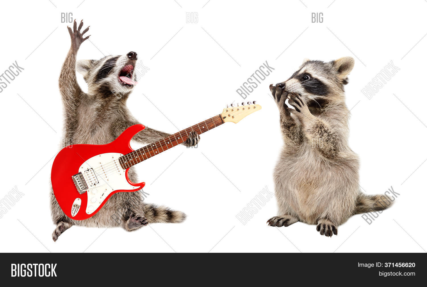 Surprised Raccoon Image & Photo (Free Trial) | Bigstock