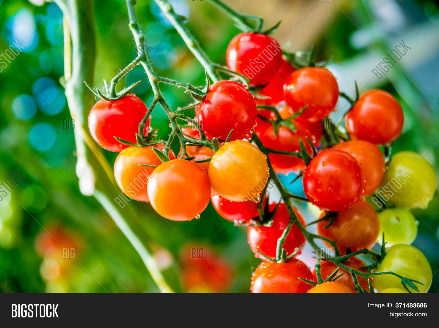 Beautiful Red Ripe Image & Photo (Free Trial) | Bigstock