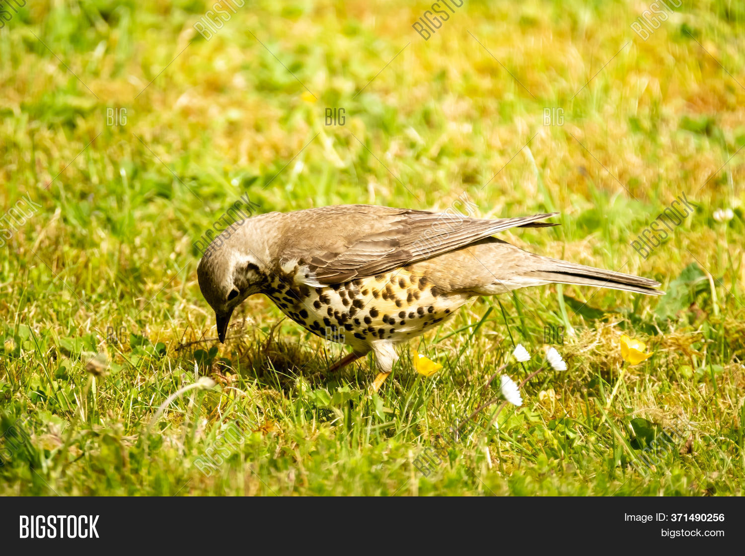 Kestrel Catching Worms Image & Photo (Free Trial) | Bigstock