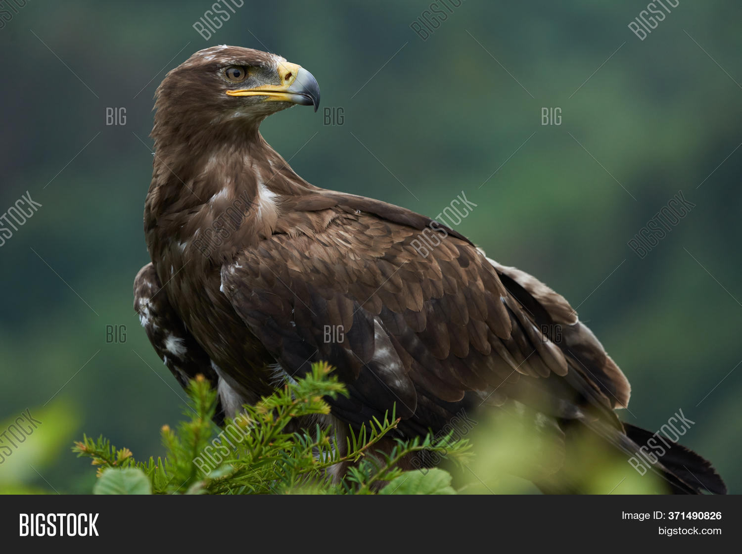 Steppe Eagle Aquila Image & Photo (Free Trial) | Bigstock