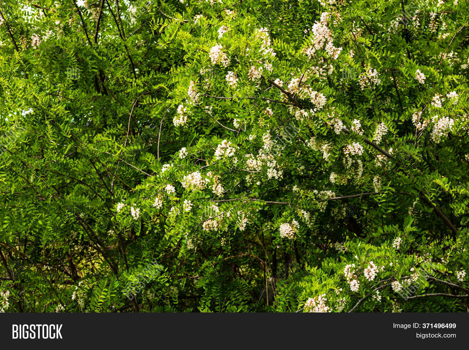 Blooming Acacia Tree ( Image & Photo (Free Trial) | Bigstock