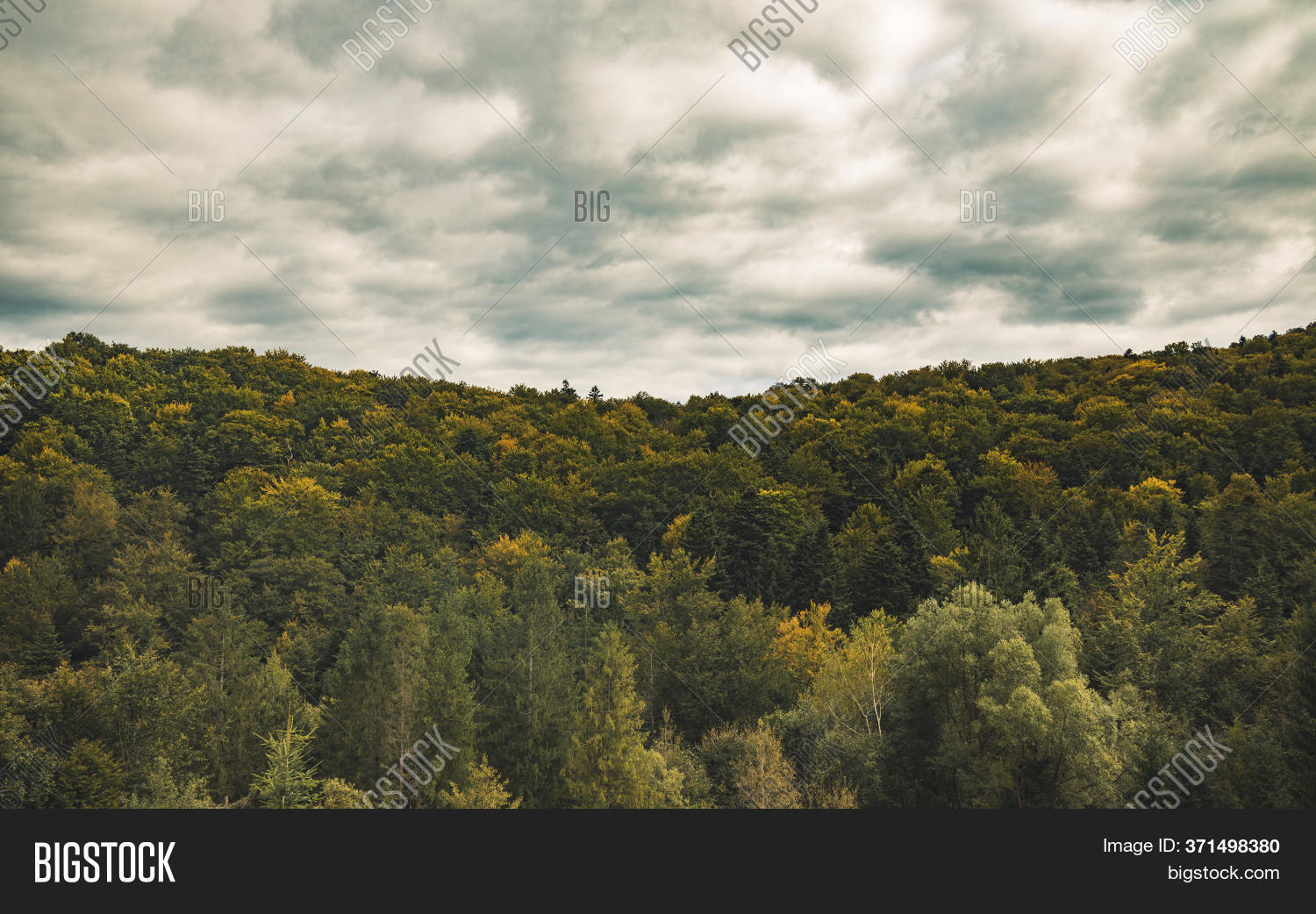 Moody Autumn Forest Image & Photo (Free Trial) | Bigstock