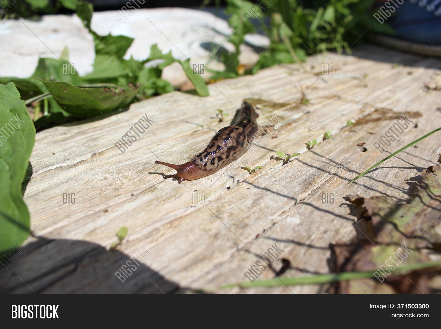 Leopard Slug On Wood Image & Photo (Free Trial) | Bigstock