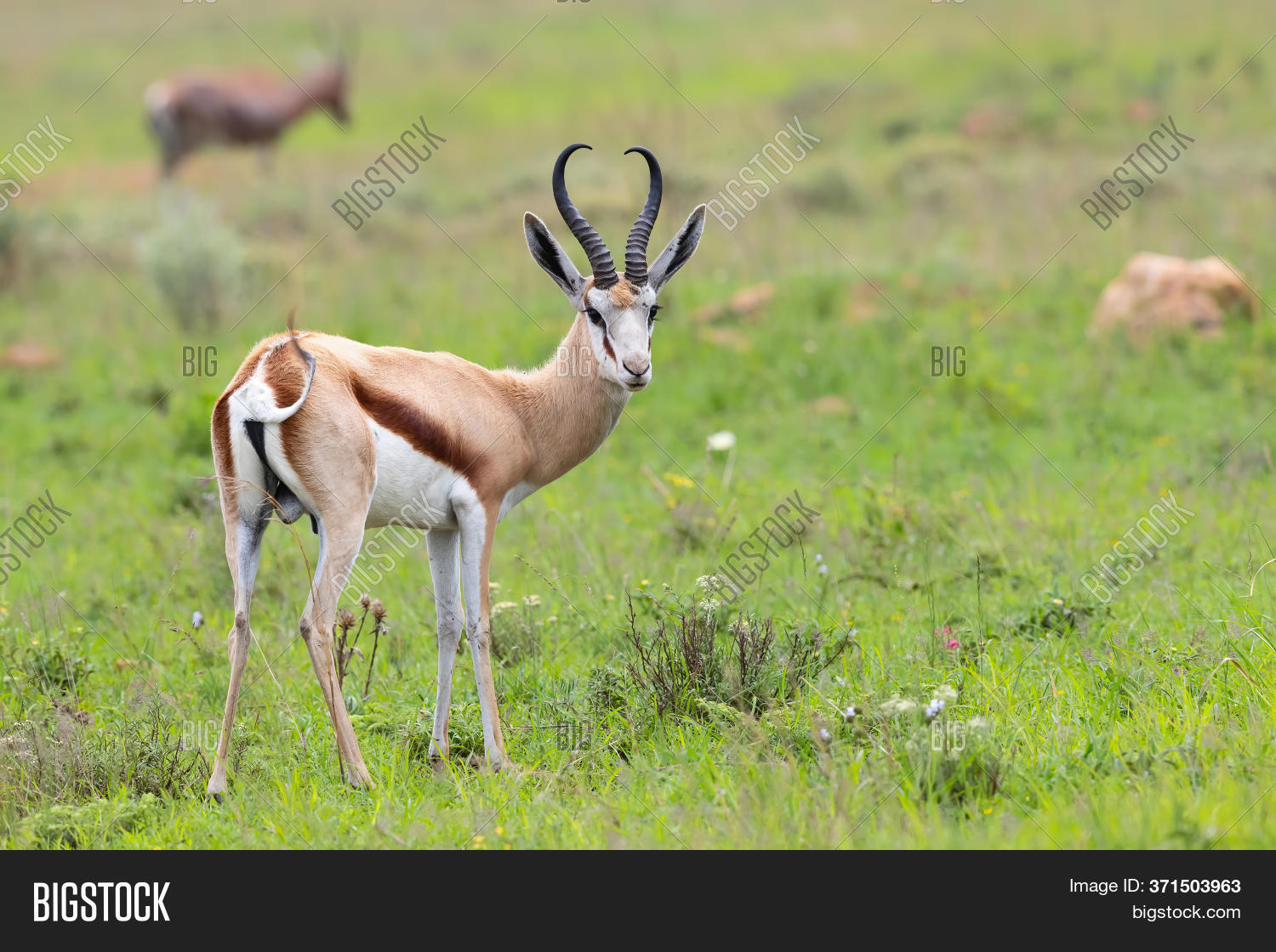 Springbok Standing Image & Photo (Free Trial) | Bigstock