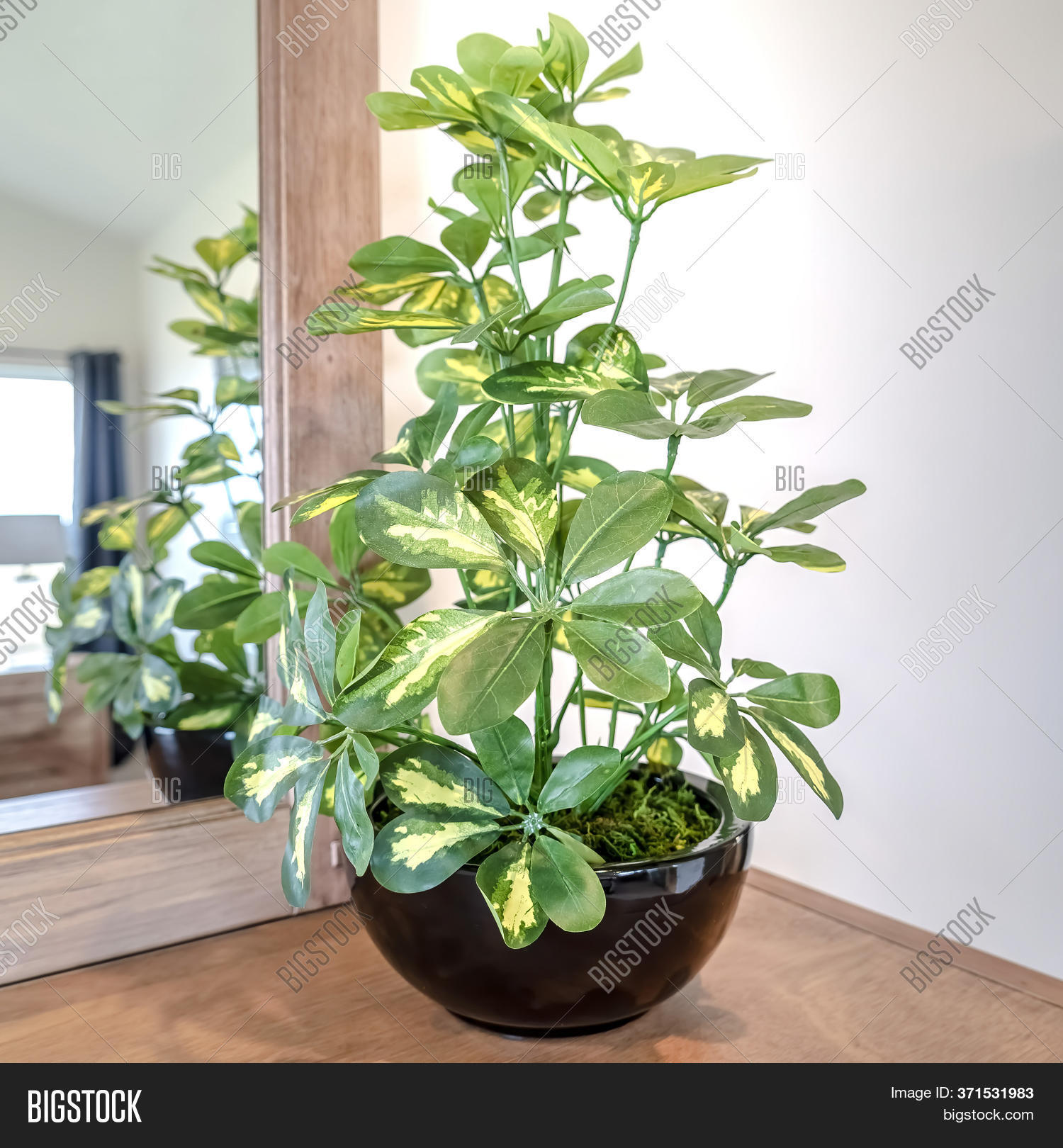 Plants Houseplants Square