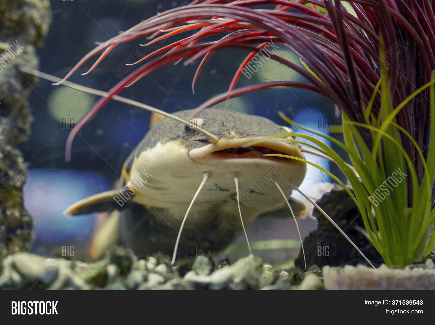 Catfish Swims Among Image & Photo (Free Trial) | Bigstock