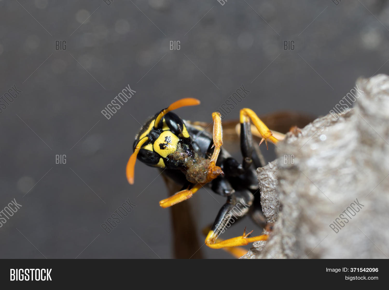 Young Paper Wasp Queen Image & Photo (Free Trial) | Bigstock