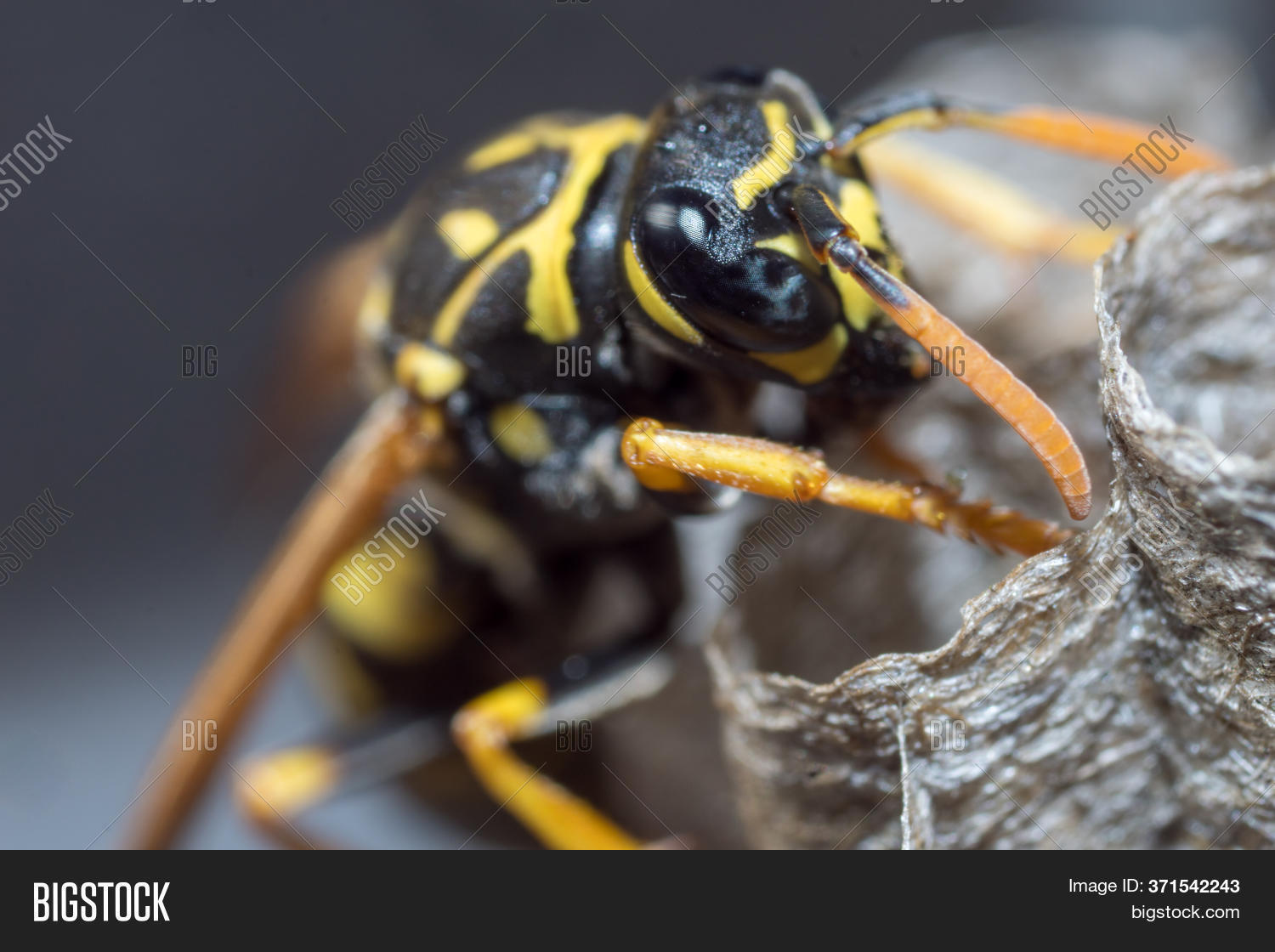 Young Paper Wasp Queen Image & Photo (Free Trial) | Bigstock
