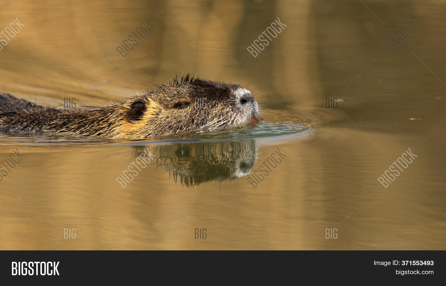 Close- Nutria Orange Image & Photo (Free Trial) | Bigstock