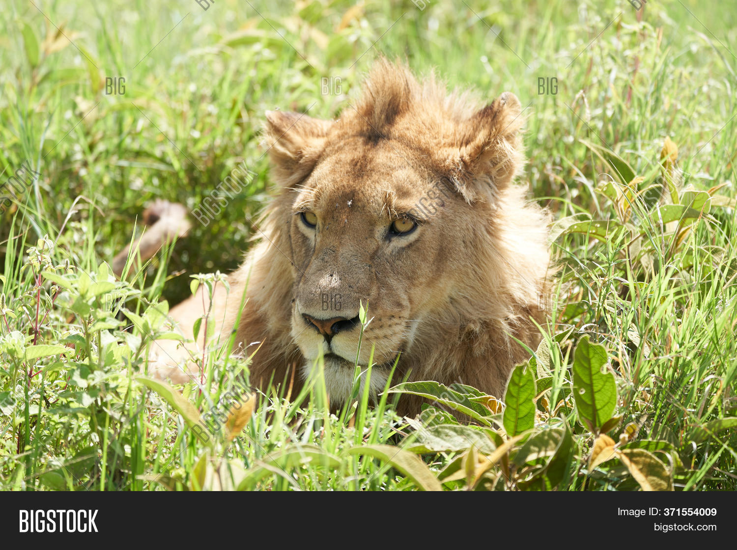 Young Lion Morning Sun Image & Photo (Free Trial) | Bigstock