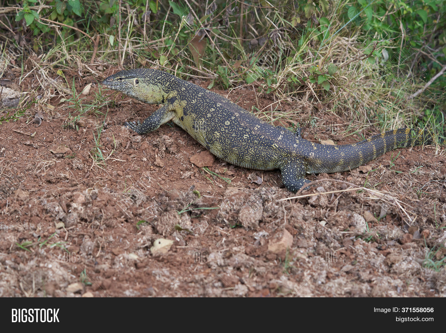 Nile Monitor Varanus Image & Photo (Free Trial) | Bigstock