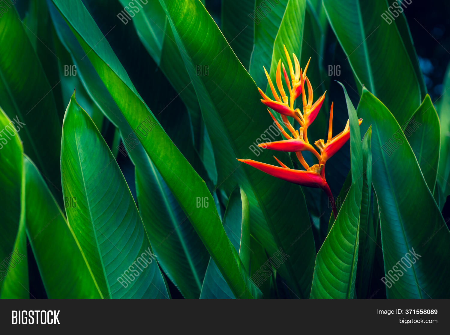 Tropical Leaves Image & Photo (Free Trial) | Bigstock