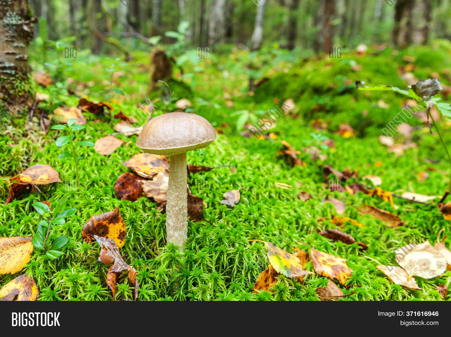 Edible Small Mushroom Image & Photo (Free Trial) | Bigstock