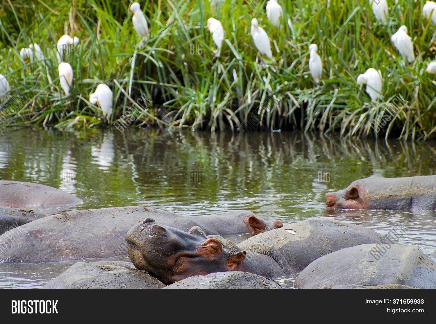 Large Hippo Herd Water Image & Photo (Free Trial) | Bigstock