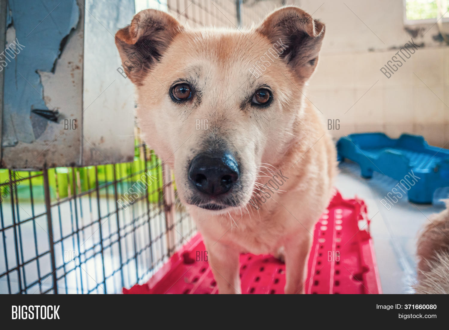 Sad Dog Shelter Image & Photo (Free Trial) | Bigstock