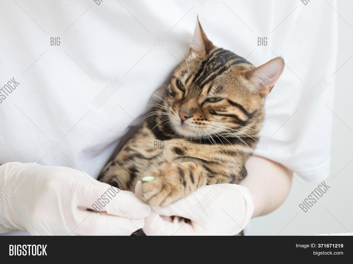 Angry Cat Hands Image & Photo (Free Trial) | Bigstock
