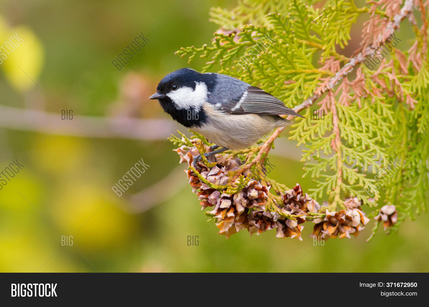 Coal Tit, Periparus Image & Photo (Free Trial) | Bigstock