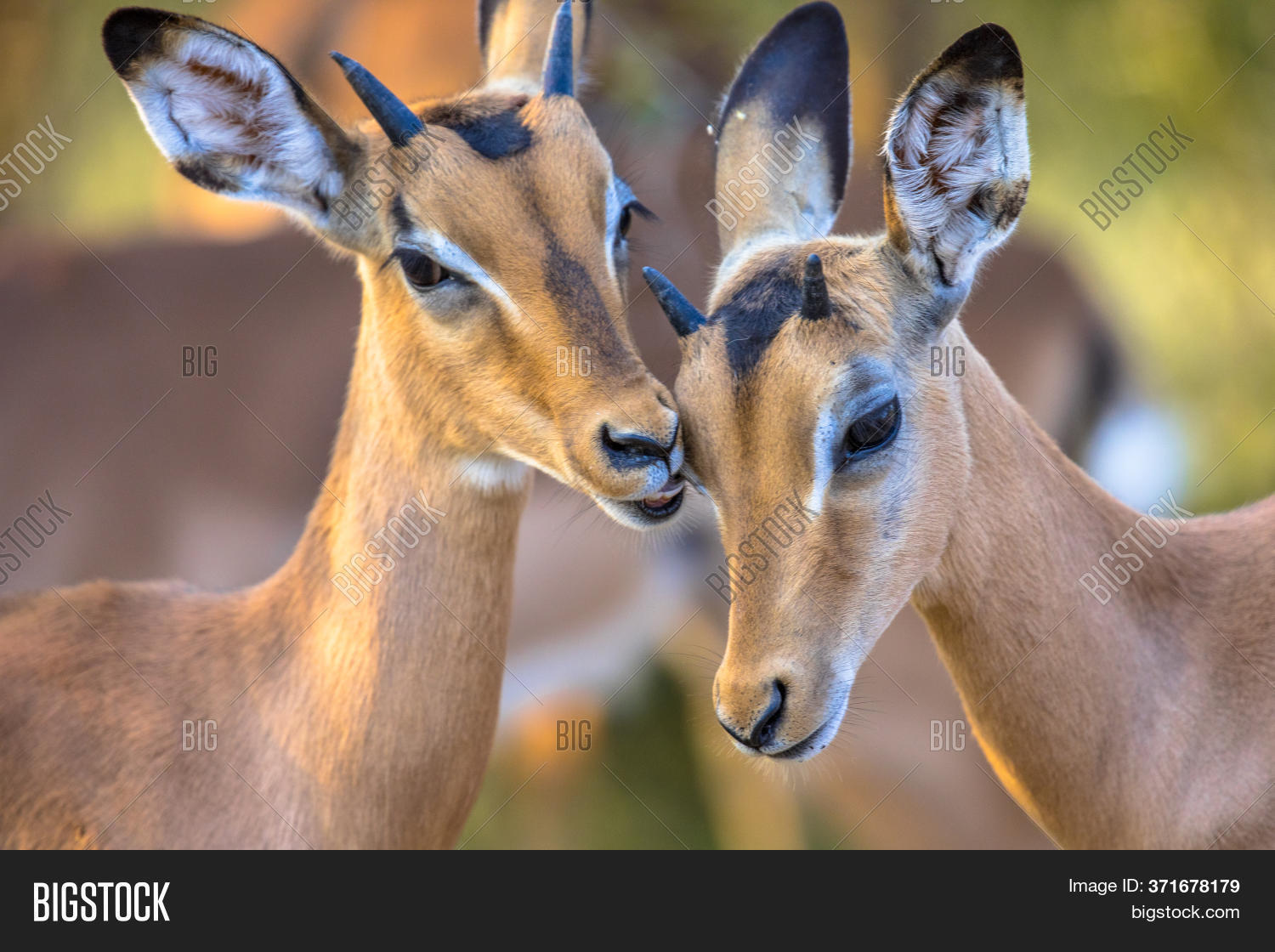 Young Impala ( Image & Photo (Free Trial) | Bigstock